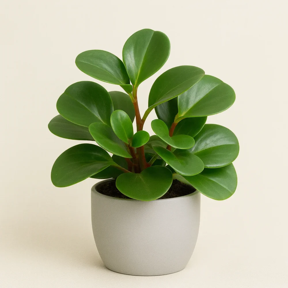 Baby Rubber Plant Care Guide & Tips – Plantgeh