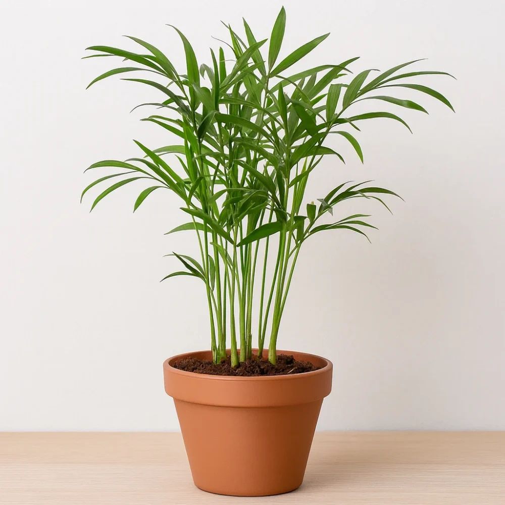 Parlor Palm (small) Care Guide & Tips – Plantgeh