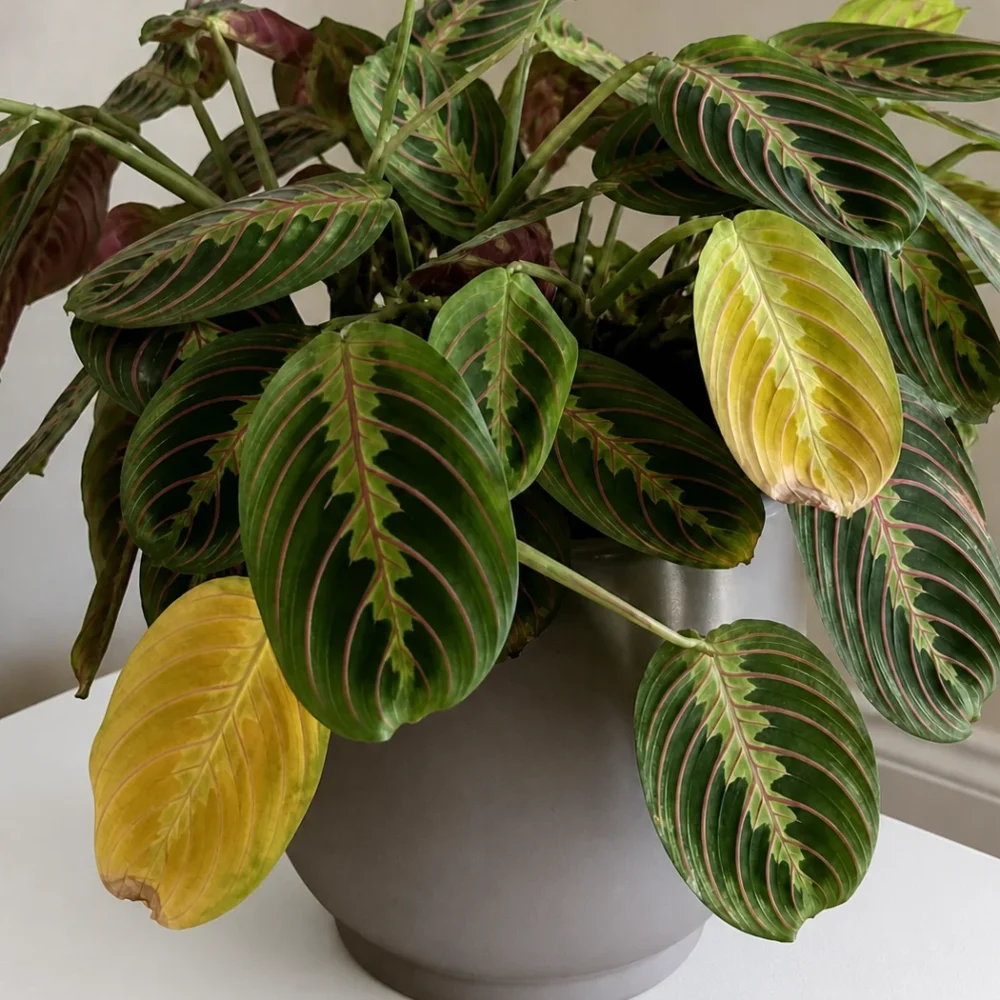 Maranta Yellow Leaves